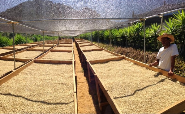 Old Brown Java – MacBeans Coffee & Tea